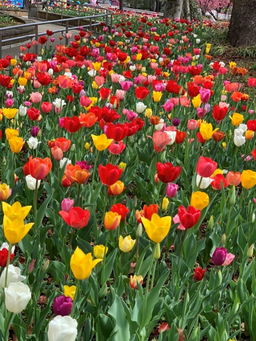 Tulips in Yokohama Park | Blog | Japanese Language Study in Japan ...