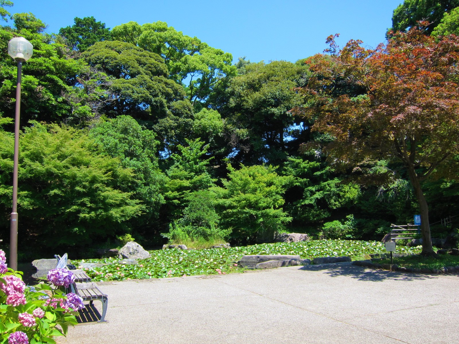 Walk around Sakuragicho, Yokohama (1) "From Kamonyama Park to Nogeyama ...